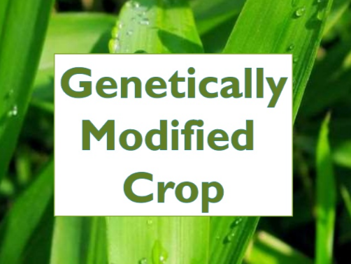 Genetically modified crops (GM crops) are crops which have had their ...