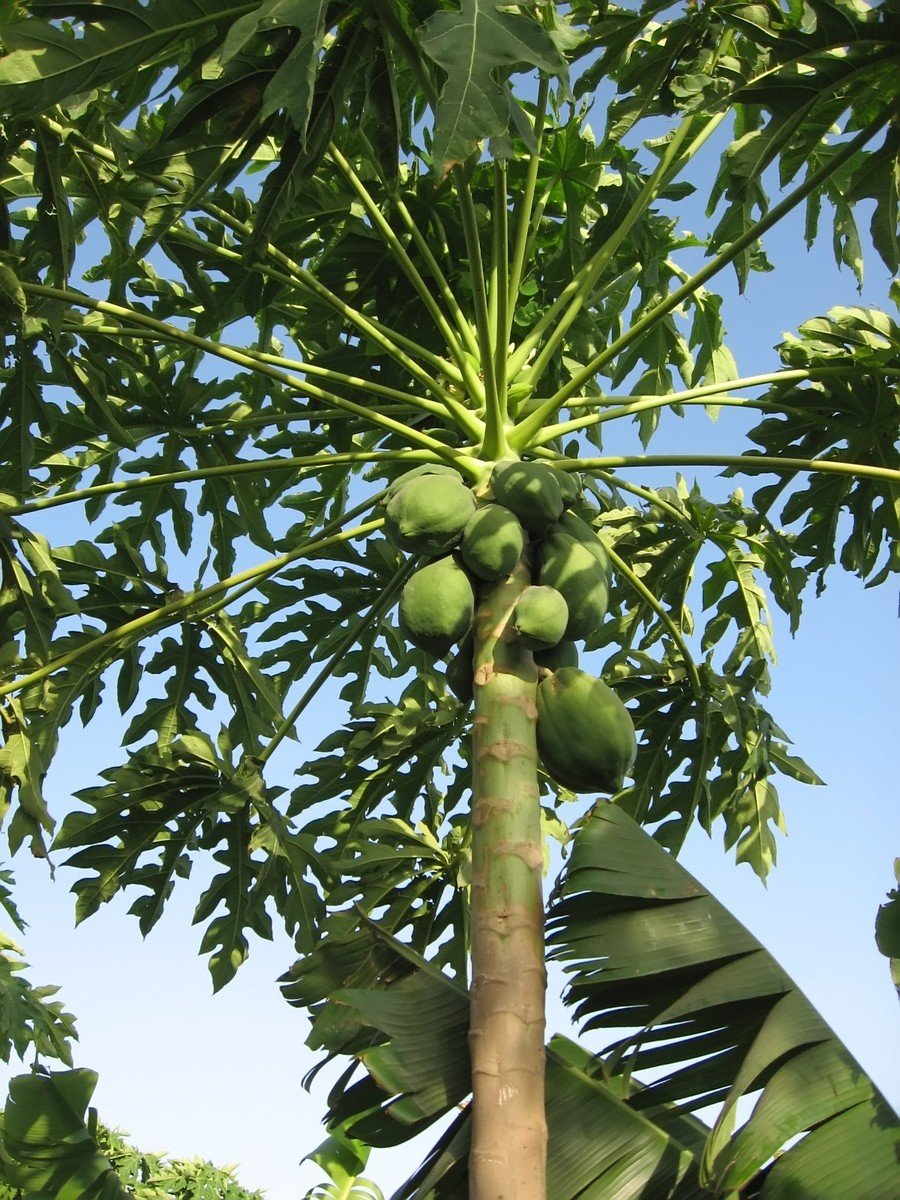 पपीते-papaya-tree-1 - Agri Avenue